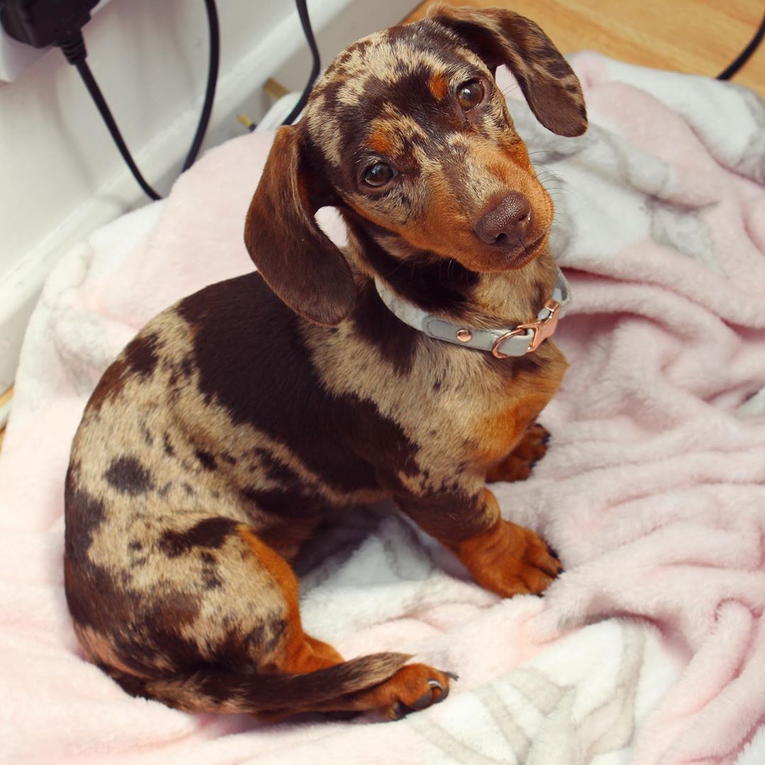 Dapple Dachshund Puppies for Sale Near Me under $300 to $500